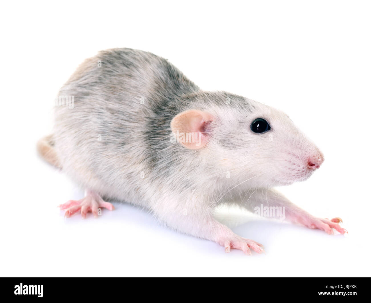 Husky rat Banque de photographies et d’images à haute résolution - Alamy