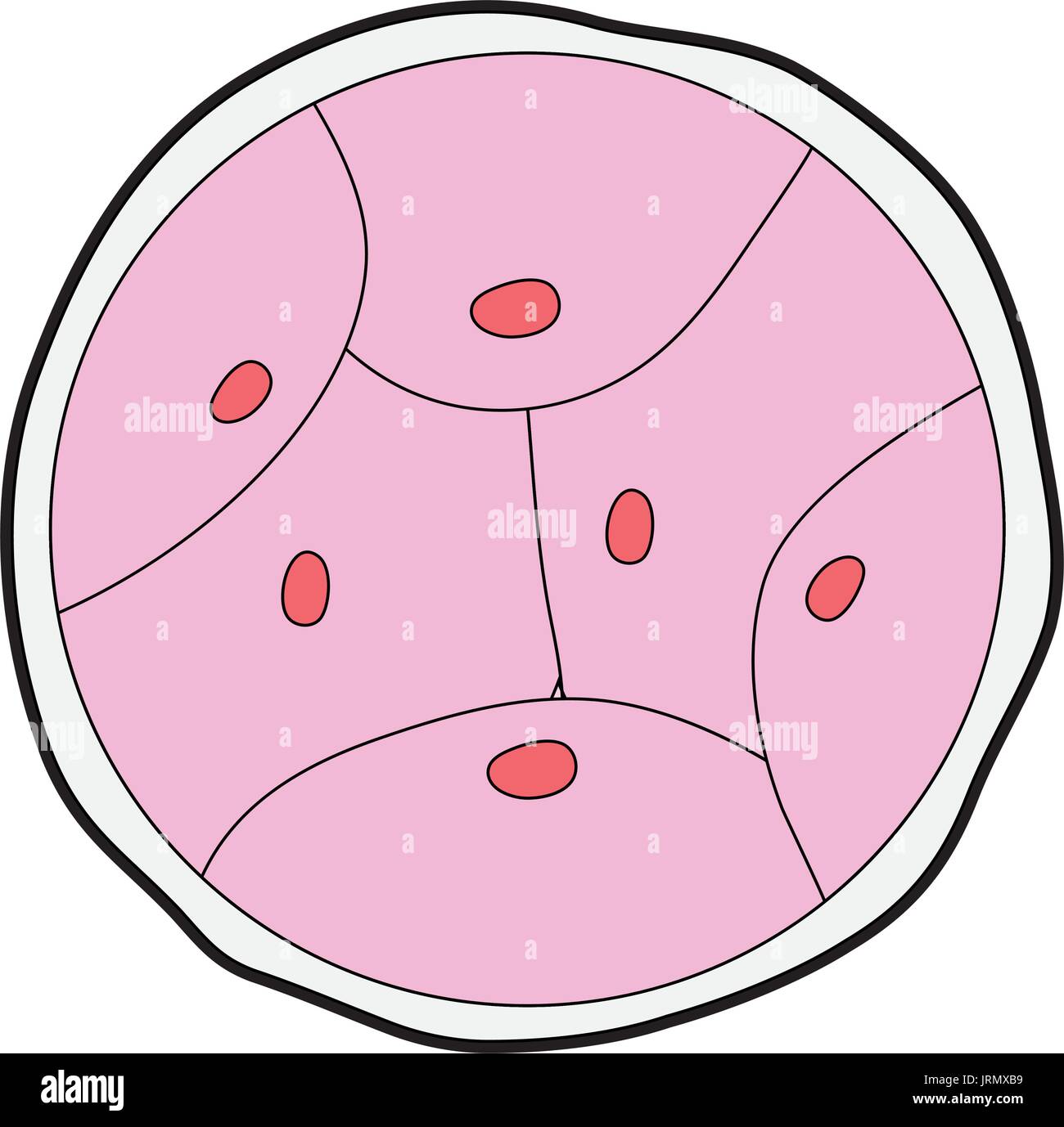 Division De La Cellule Humaine Banque d'images vectorielles - Alamy