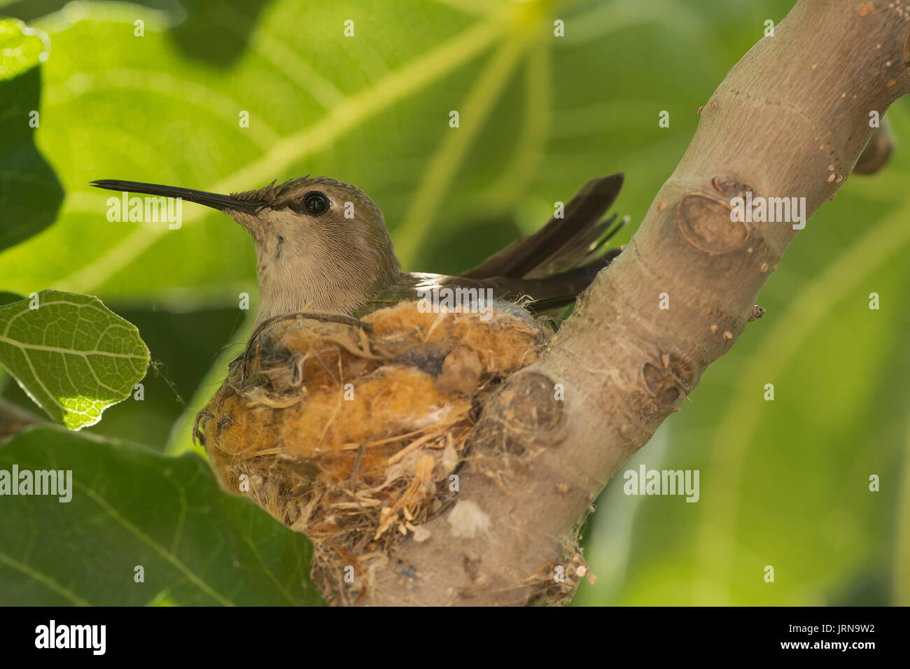 Colibri sur son nid Banque de photographies et d’images à haute ...
