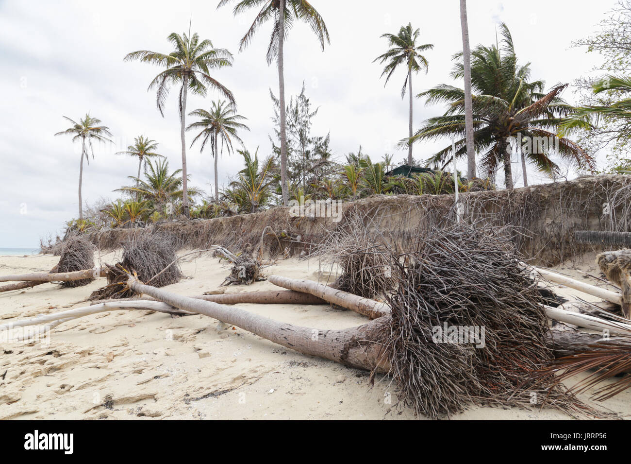 L'érosion côtière sur Poruma (noix de coco), l'île de Torres Strait ...