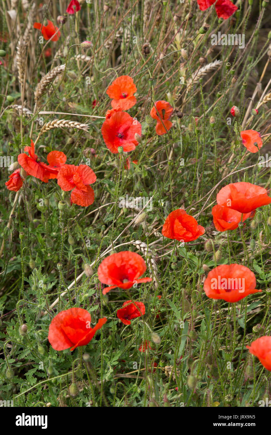 Coquelicots dans le champ de blé Banque de photographies et d’images à ...