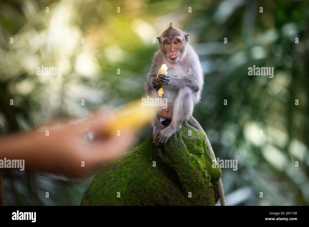 Singe banane Banque de photographies et d’images à haute résolution - Alamy