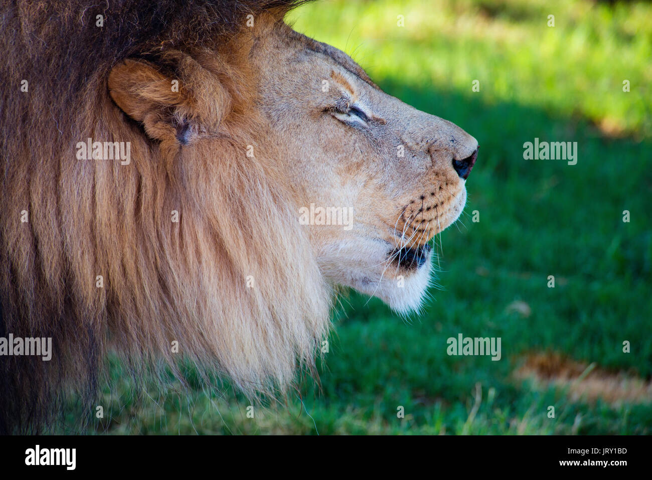 Rugissement animaux Banque de photographies et d’images à haute ...