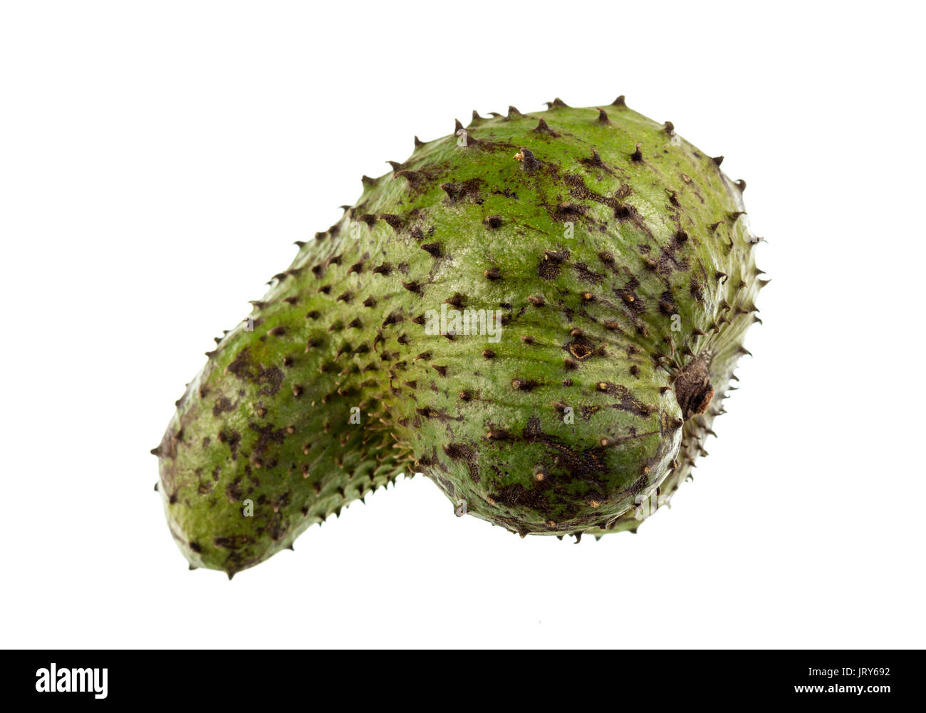 Corossol est vert foncé et prickly fruit de l'arbre à feuilles larges ...