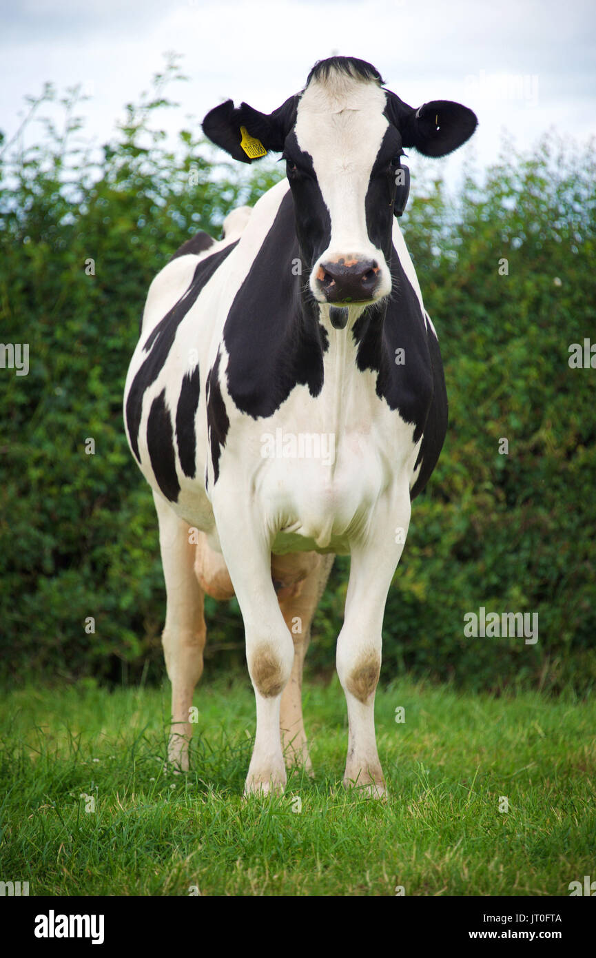 Vache noire dans le champ Banque de photographies et d’images à haute ...