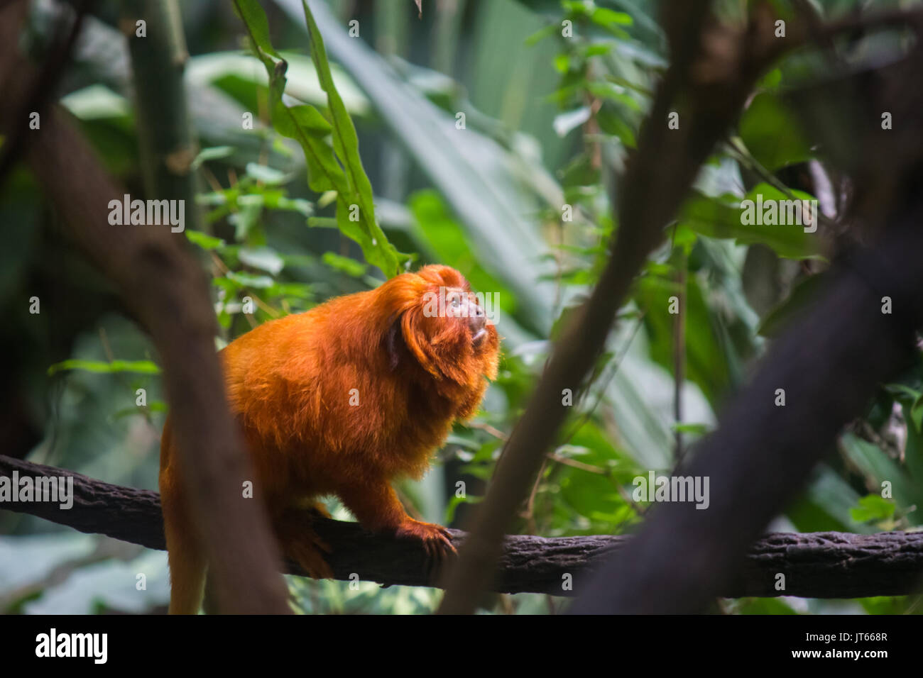 Golden Lion tamarins (Mico leao dourado) sont une espèce de singes ...