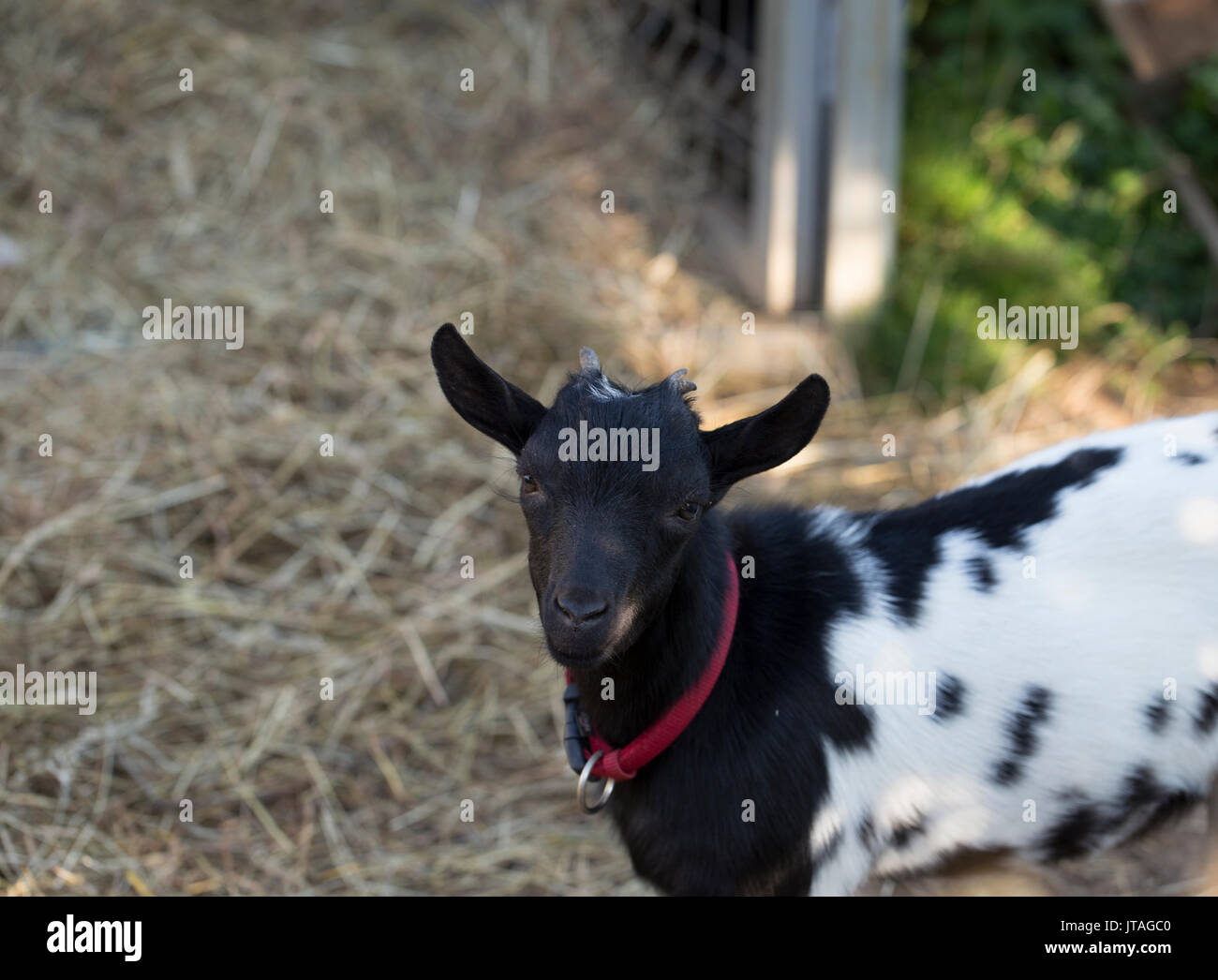 Bébé chèvre à l'extérieur Banque de photographies et d’images à haute ...