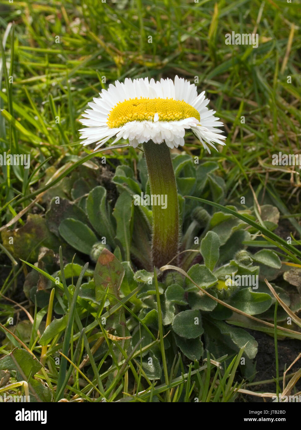 Fasciation flower Banque de photographies et d’images à haute ...