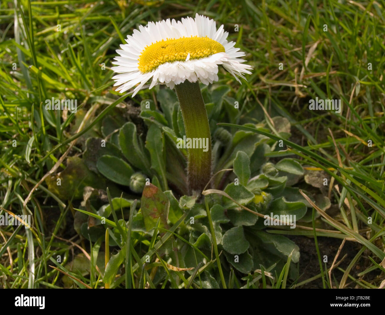 Fasciation des plantes Banque de photographies et d’images à haute ...