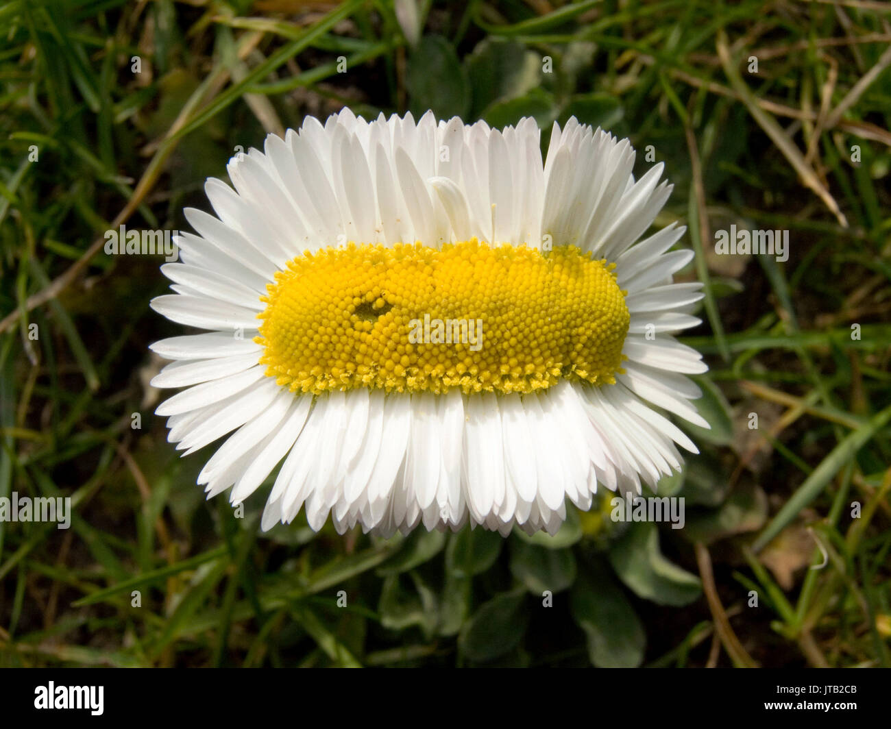Fasciation des plantes Banque de photographies et d’images à haute ...