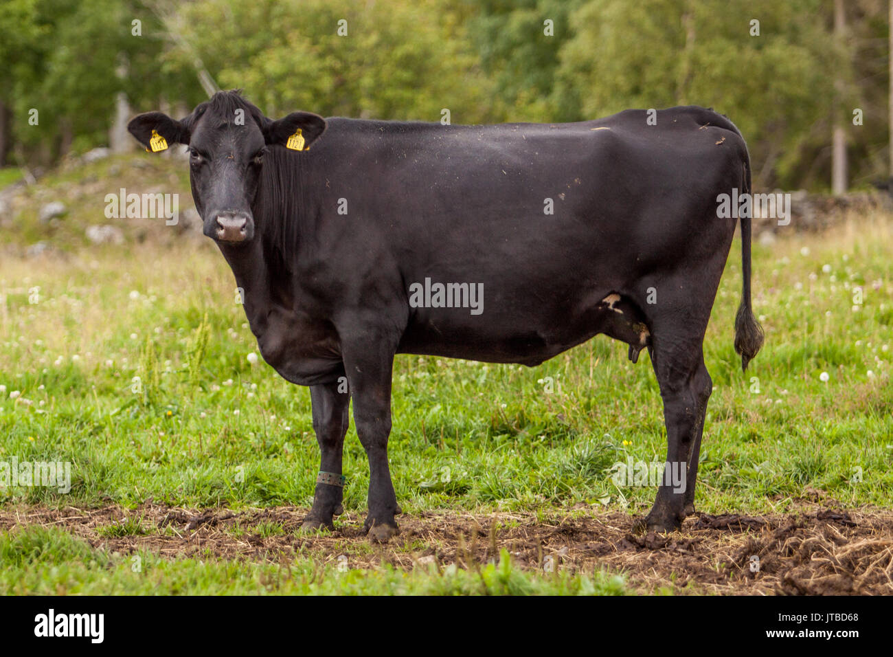 Vache noire Banque de photographies et d’images à haute résolution - Alamy