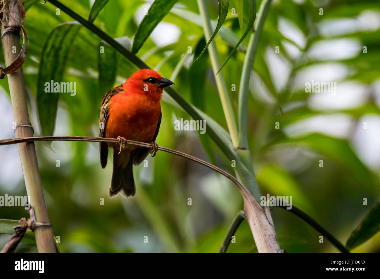 Foudia madagascariensis Banque de photographies et d’images à haute ...