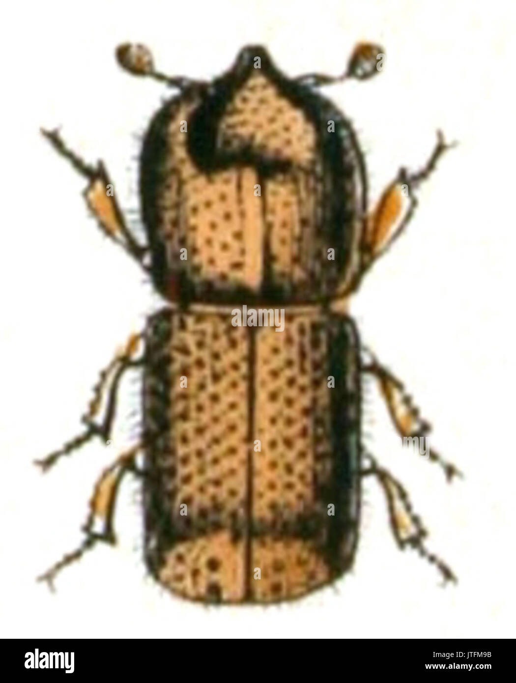 Xyleborus monographus Banque de photographies et d’images à haute ...