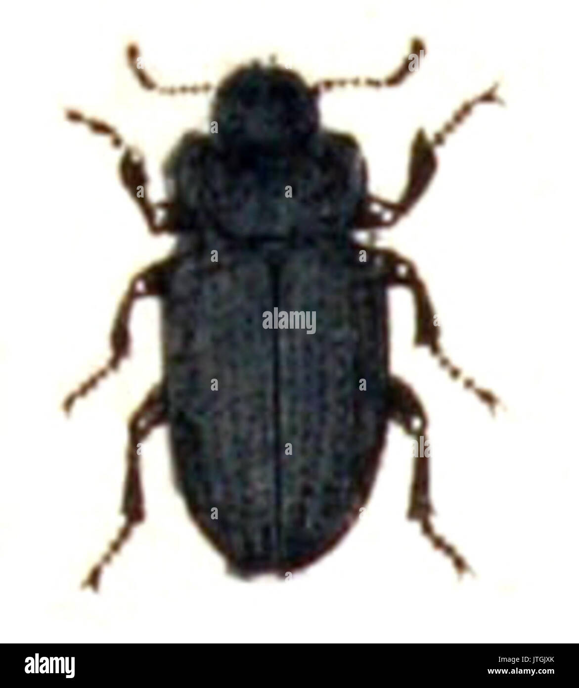 Phylan gibbus Banque de photographies et d’images à haute résolution ...