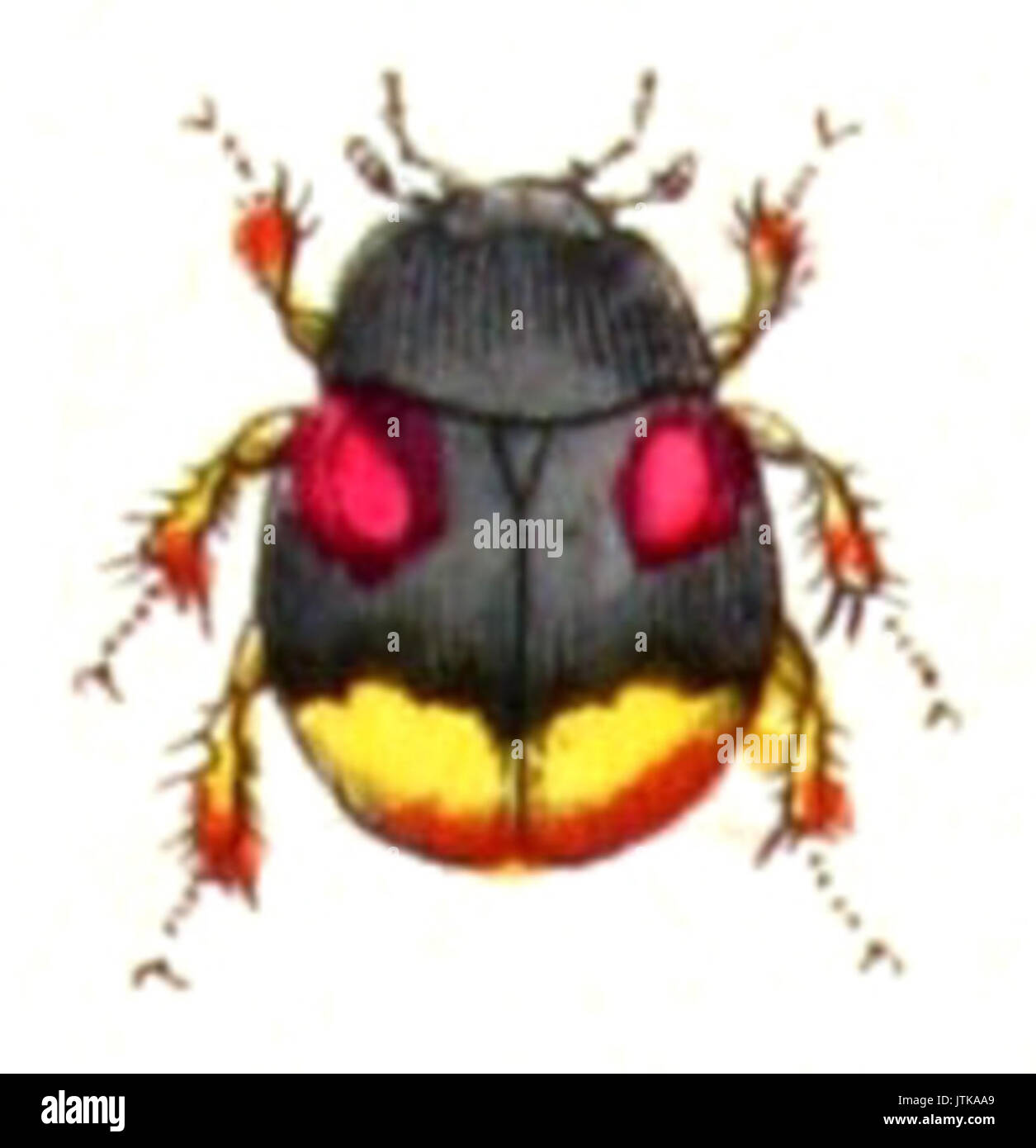 Sphaeridium scarabaeoides Banque de photographies et d’images à haute ...