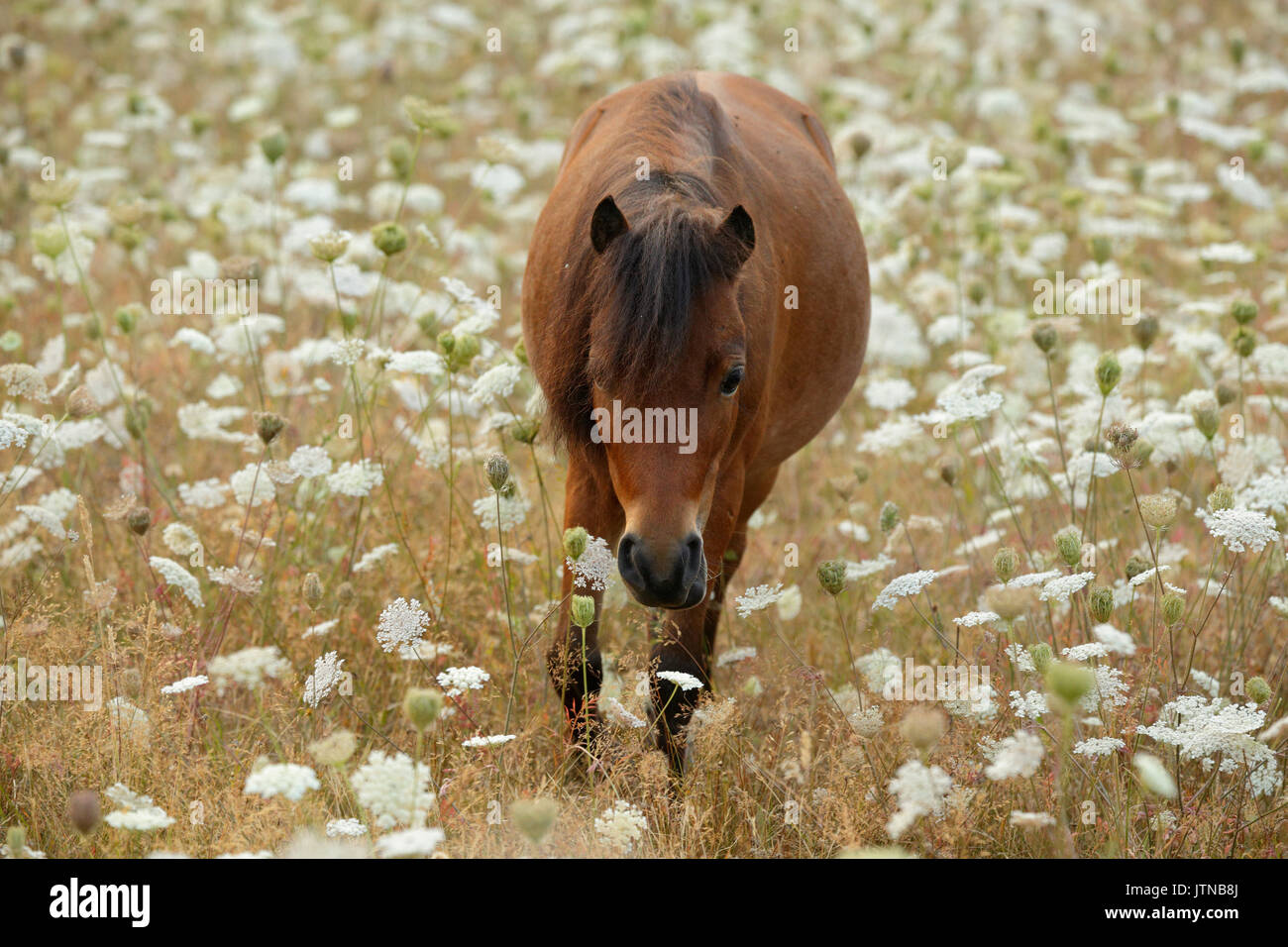 Cheval miniature alimentation dans des champs de fleurs en été ...