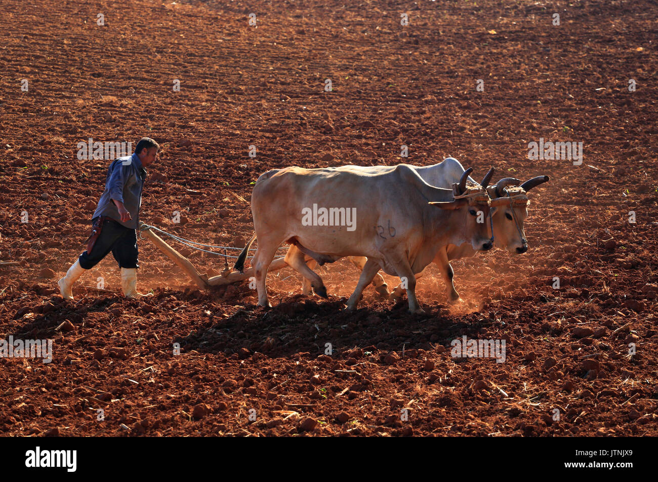 Homme labourant le terrain Banque de photographies et d’images à haute ...