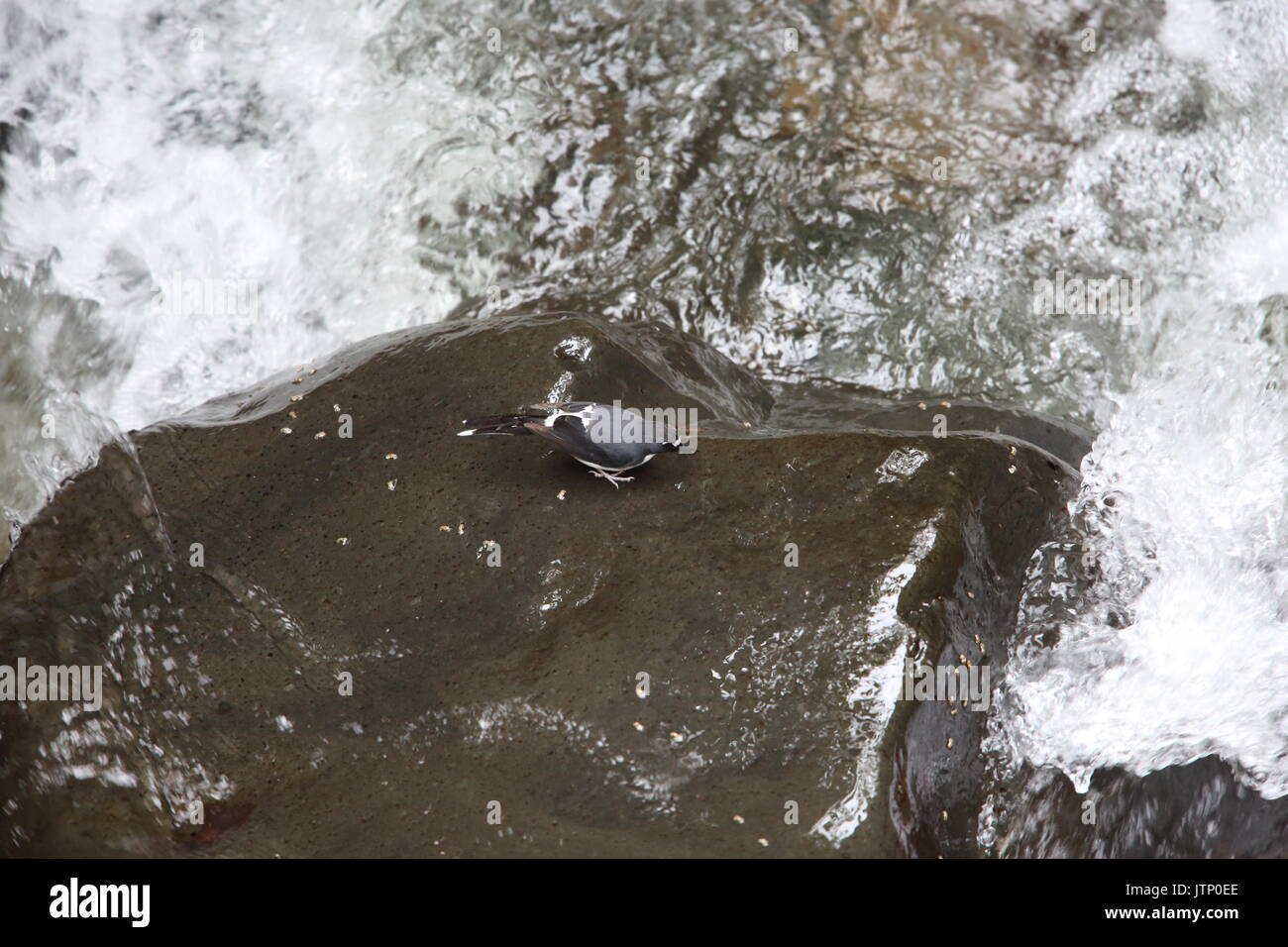 Sunda forktail Banque de photographies et d’images à haute résolution ...