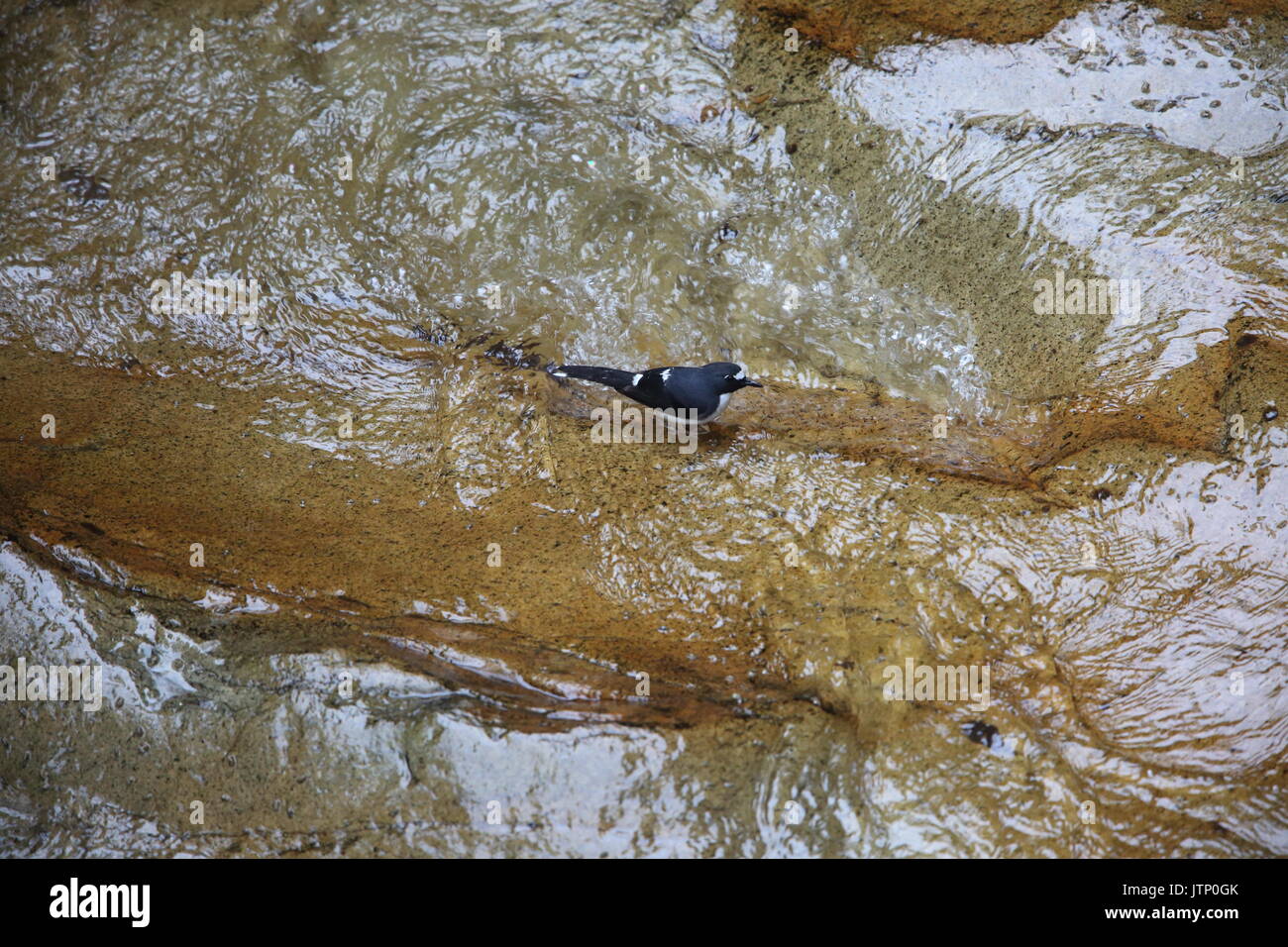 Sunda forktail Banque de photographies et d’images à haute résolution ...
