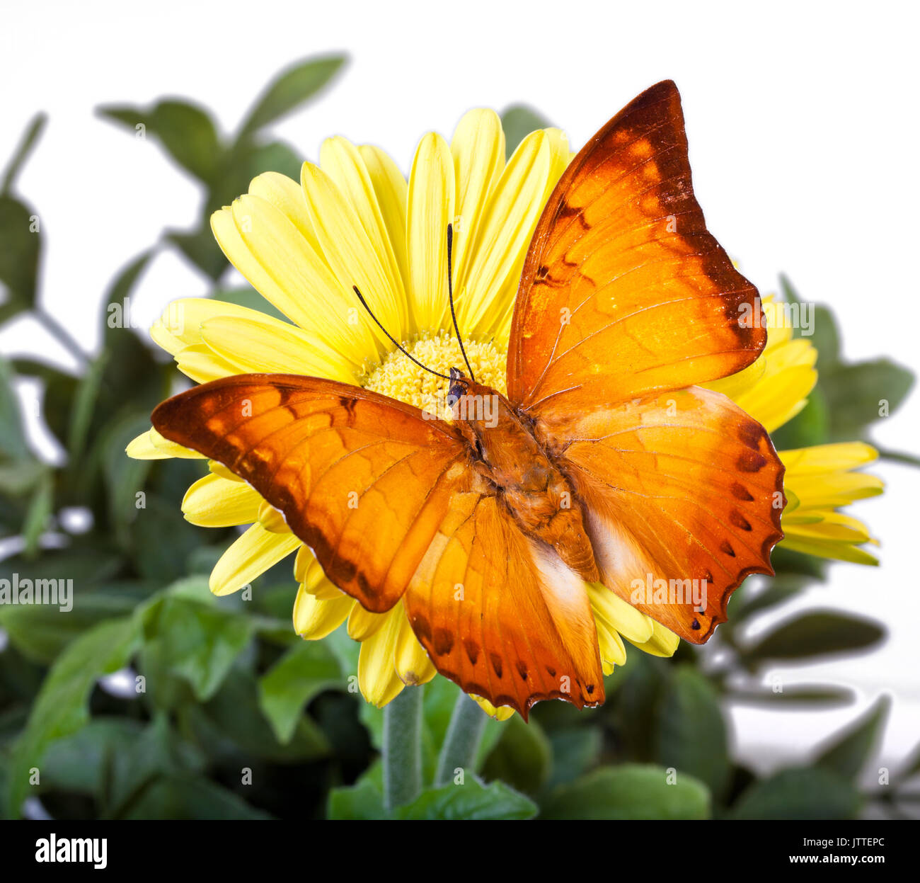 Charaxes distanti Banque de photographies et d’images à haute ...