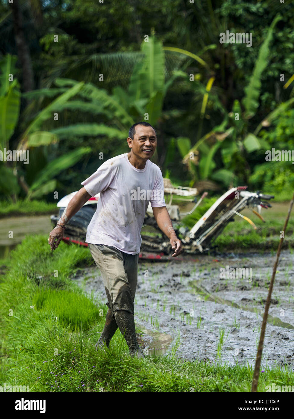 Transplanting rice plants Banque de photographies et d’images à haute ...
