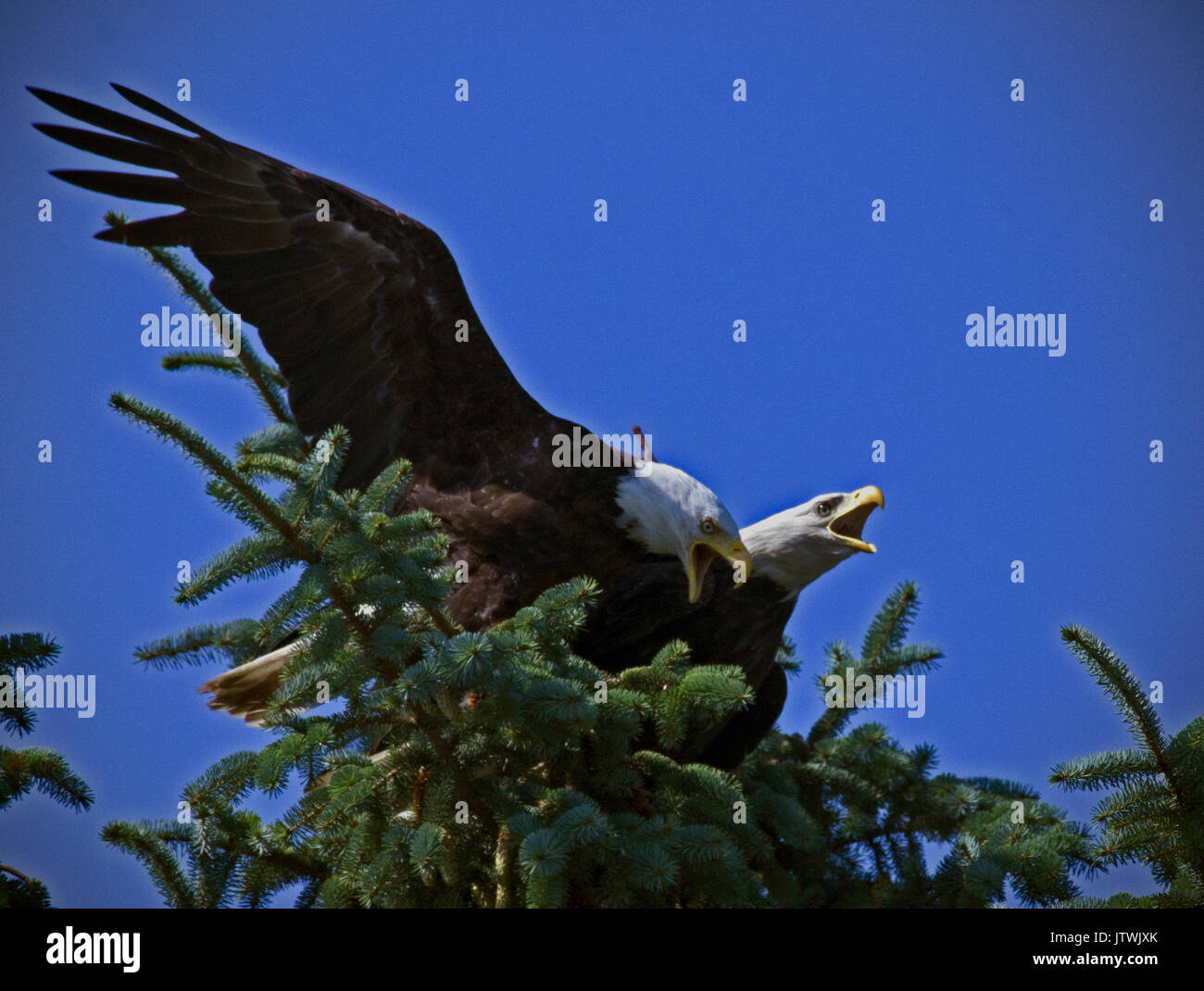 Screaming eagles Banque de photographies et d’images à haute résolution ...