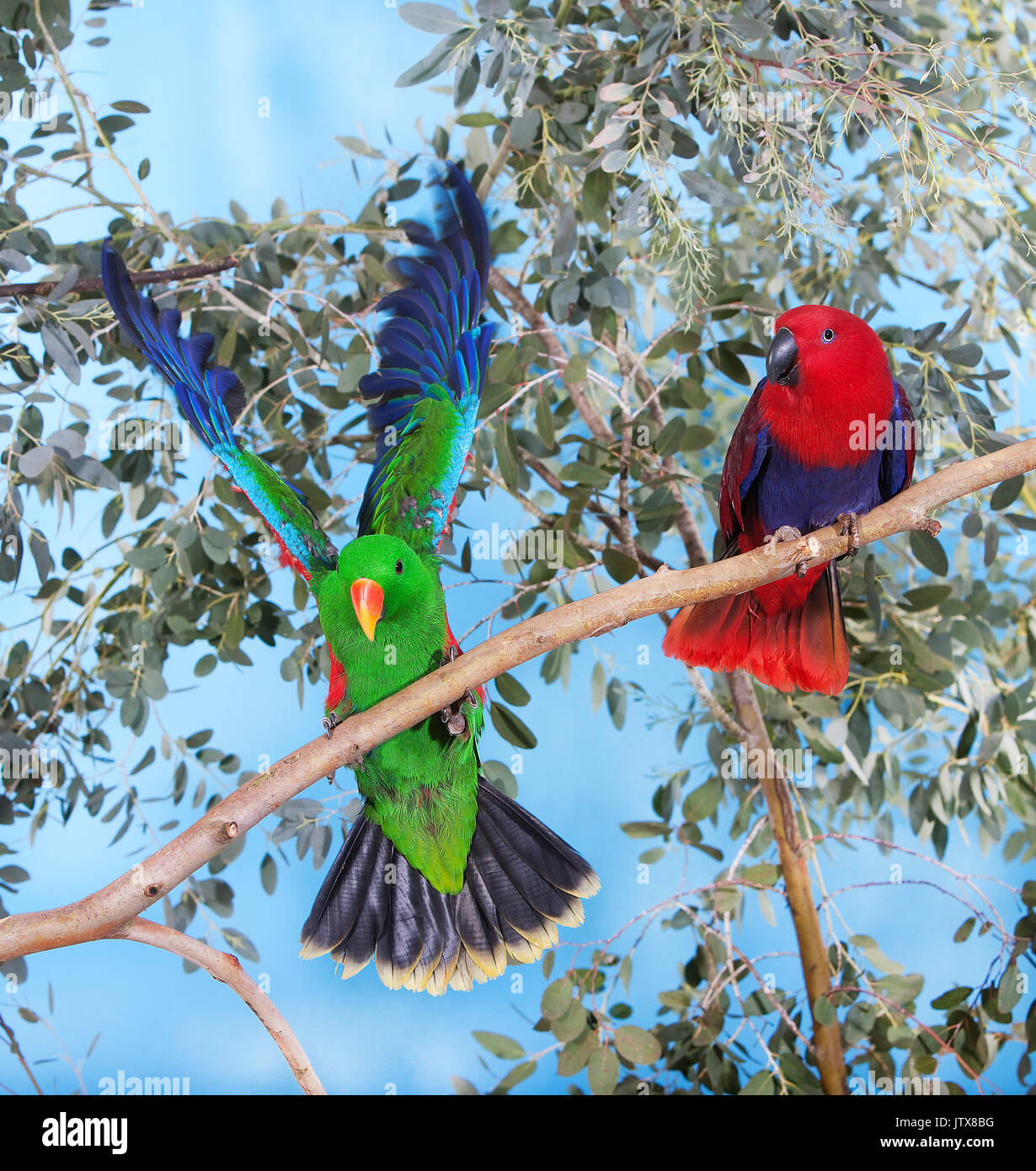 Eclectus parrot flying australia Banque de photographies et d’images à ...