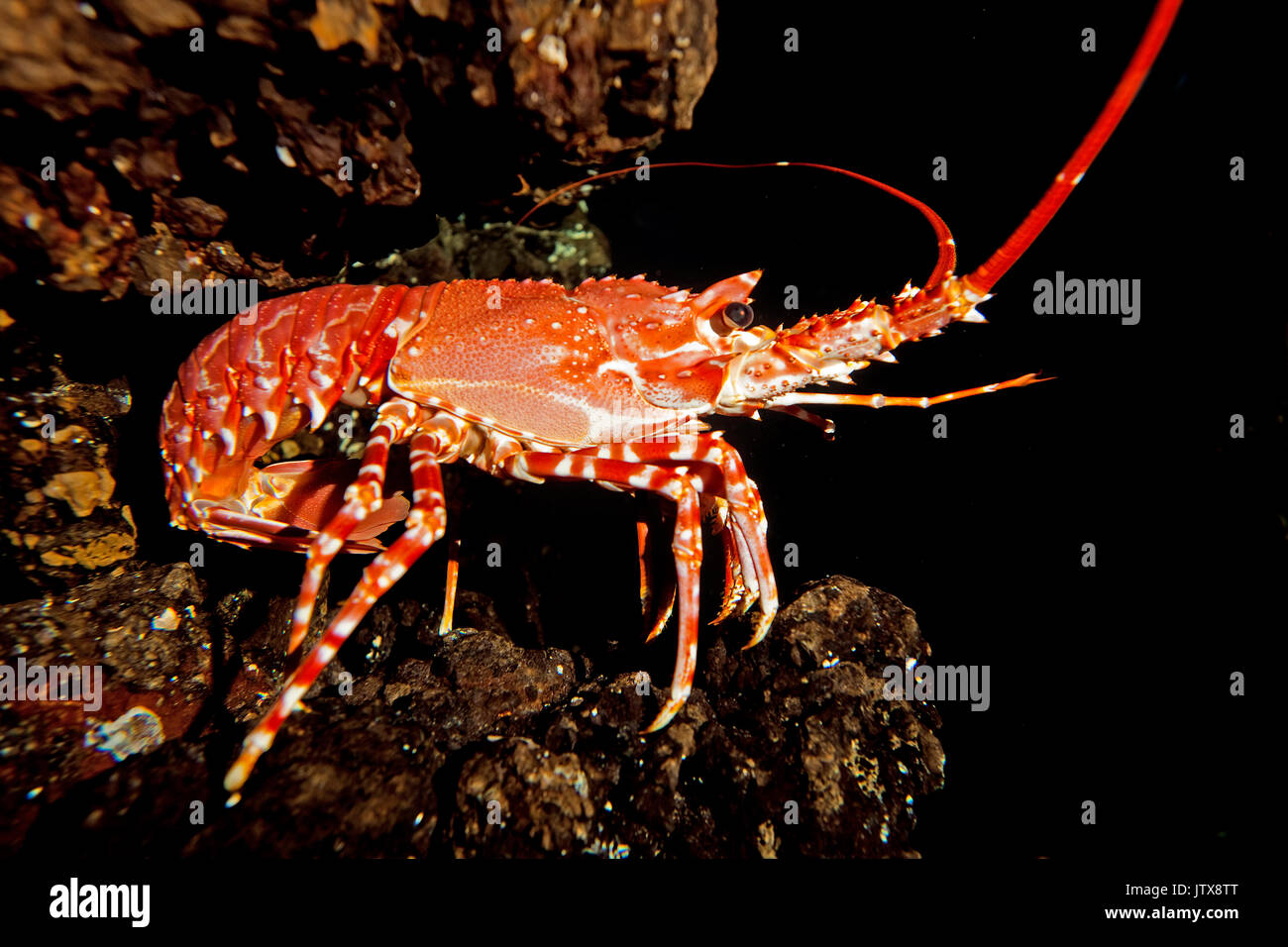 Langouste naturelle Banque de photographies et d’images à haute ...