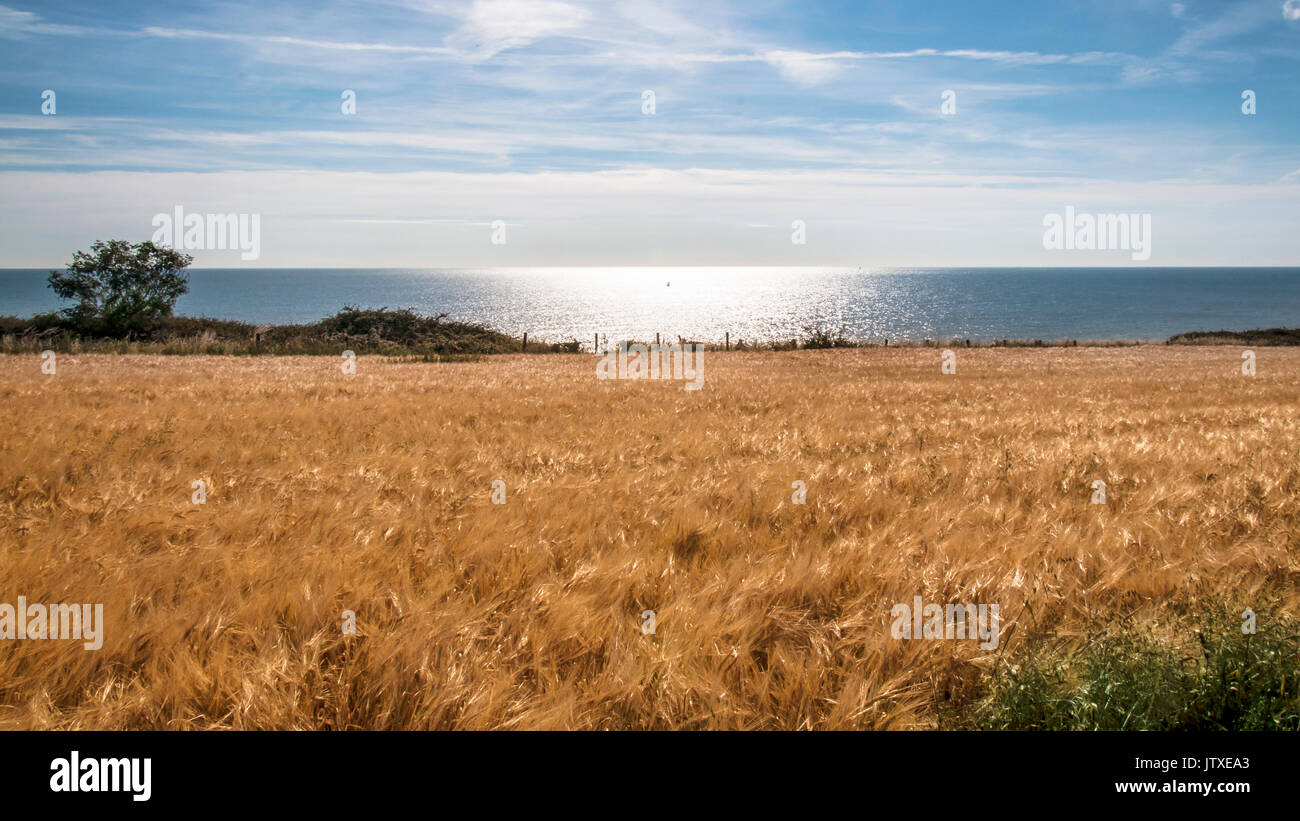 Oreille De Mer Banque d'image et photos - Alamy
