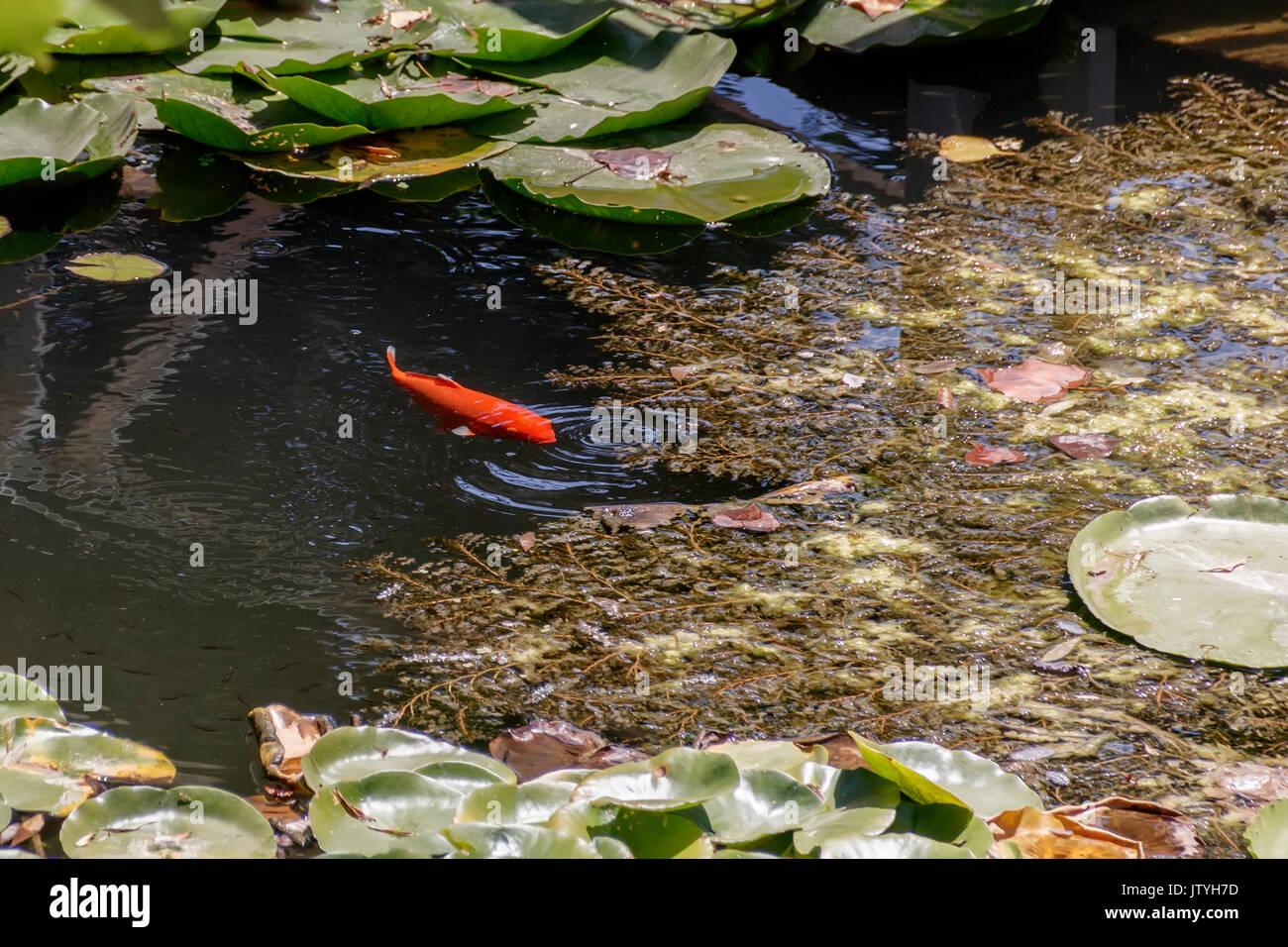 Poisson rouge rouge dans l'eau transparente d'un étang avec des lotus ...
