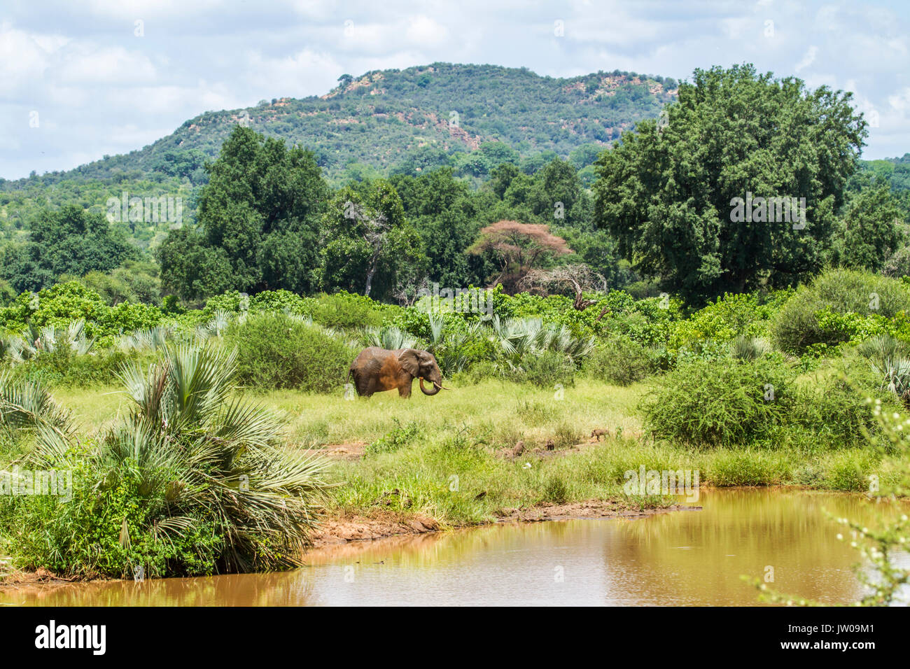 Deux girafes de l'Afrique debout dans une savane verte, Kruger, ZA ...