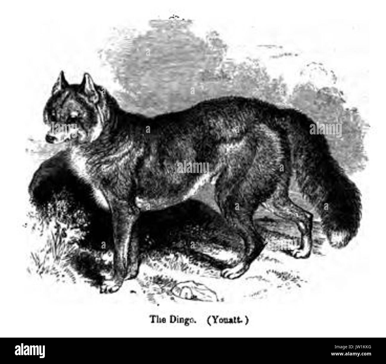 Old Dingo Banque d'image et photos - Alamy