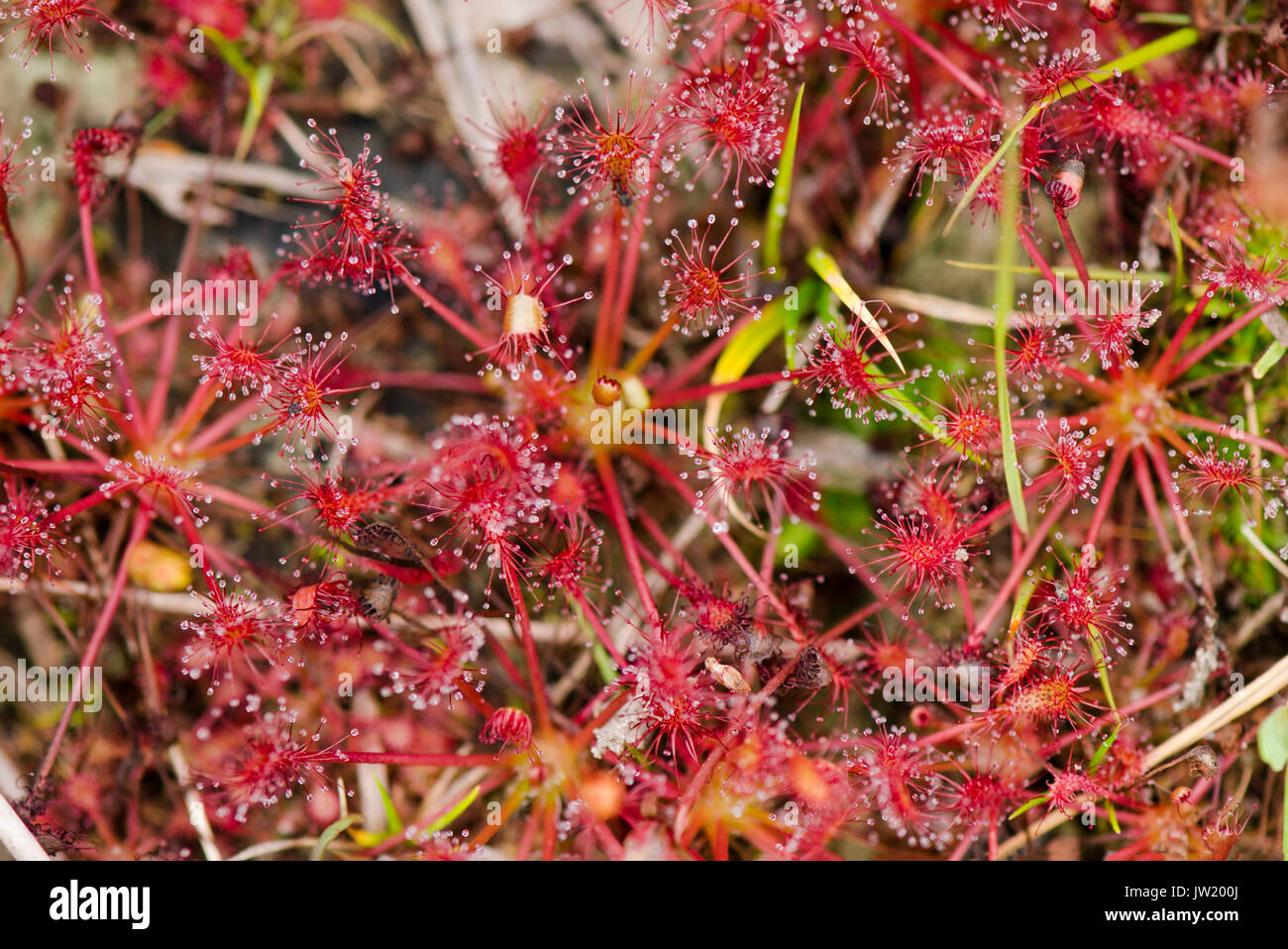 La plante insectivore Banque de photographies et d’images à haute ...