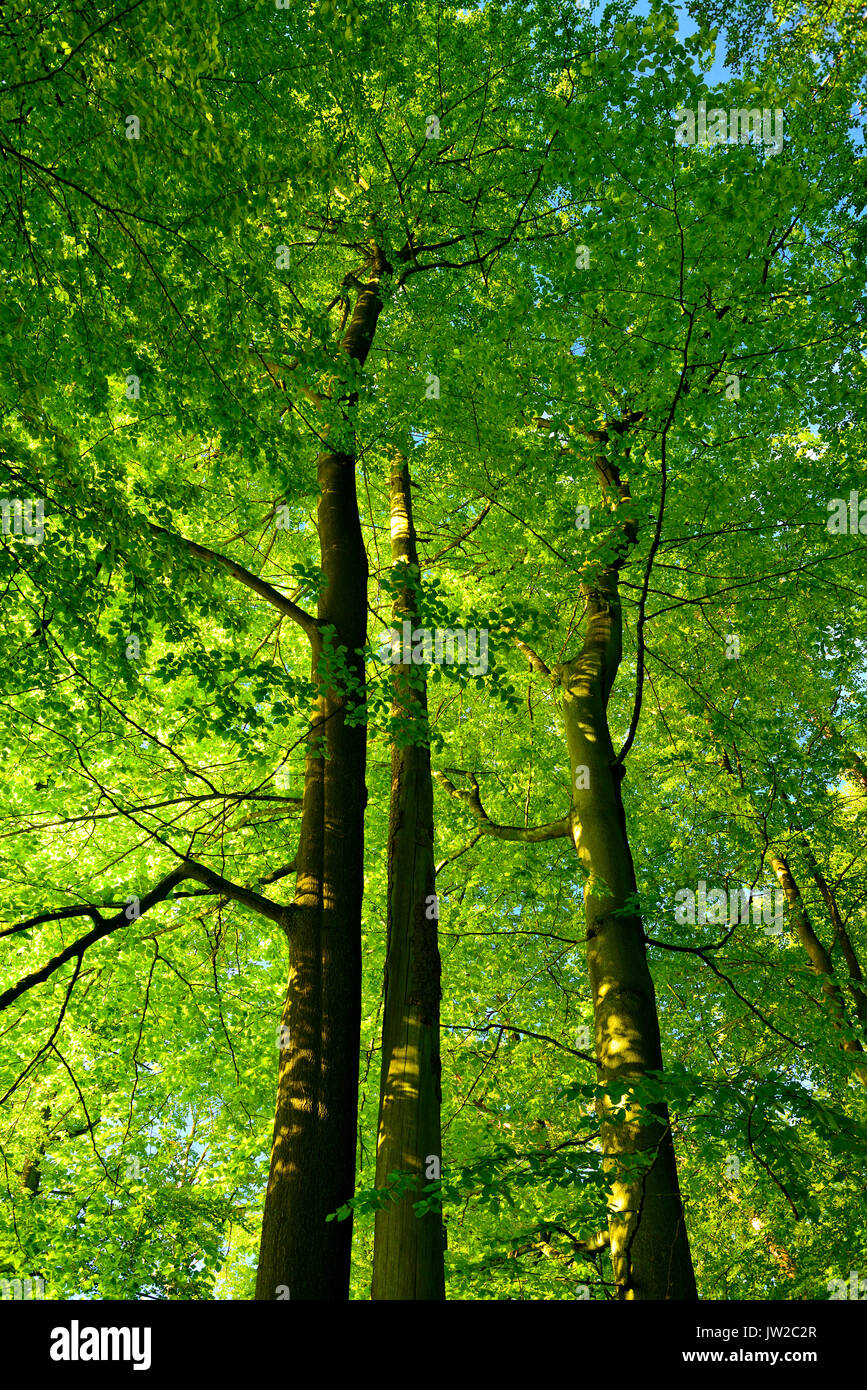 Vue sur les cimes des arbres Banque de photographies et d’images à ...