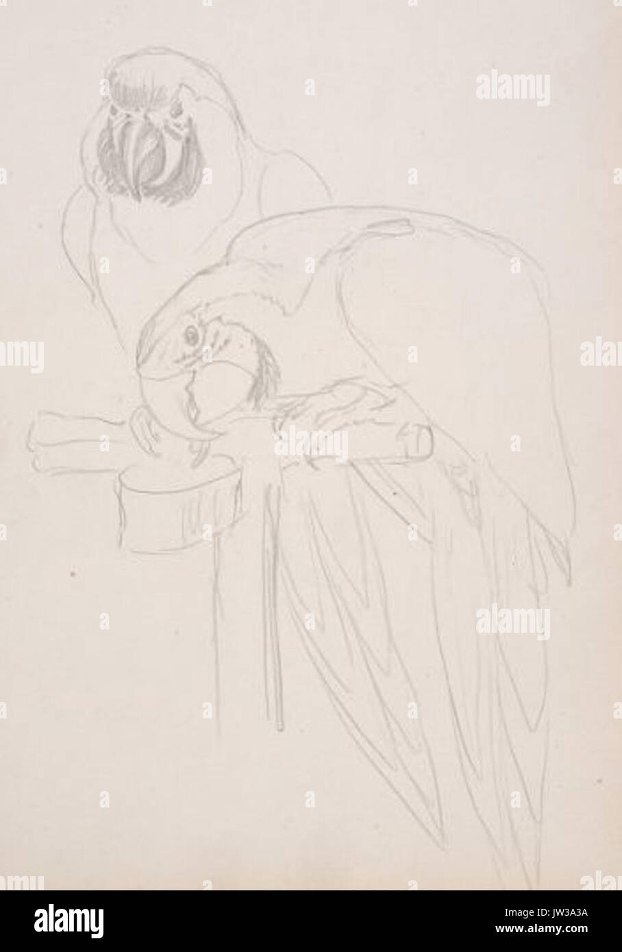 Parrot sketch Banque de photographies et d’images à haute résolution ...