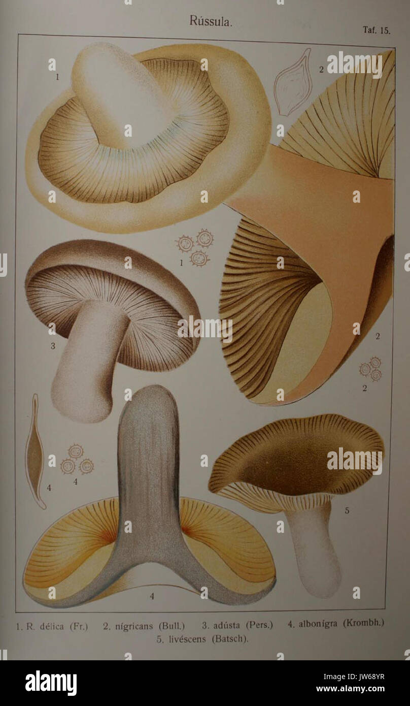 Russula delica Banque de photographies et d’images à haute résolution ...