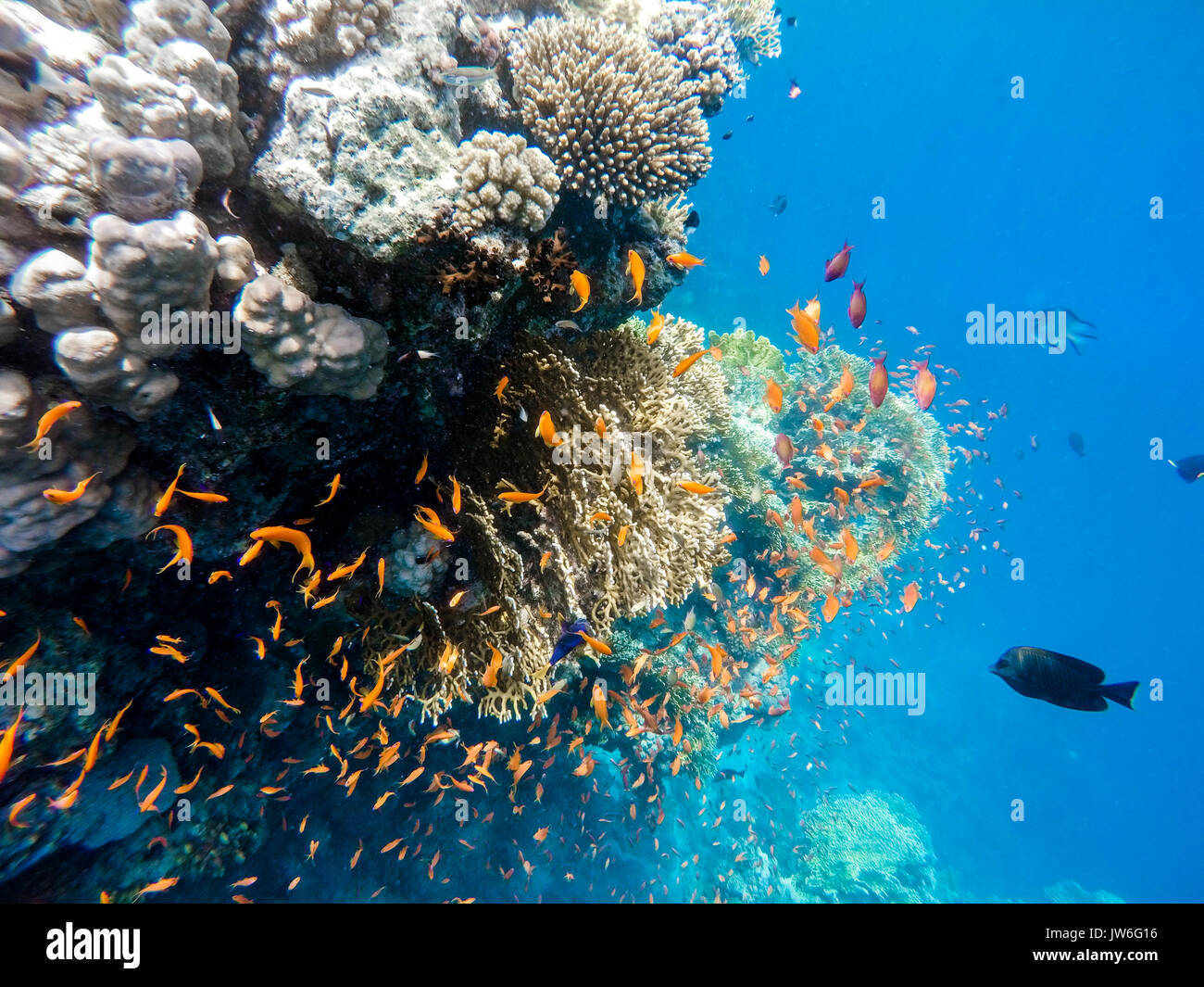 Banc de poissons sur le jardin de corail en mer Rouge, Marsa Alam ...