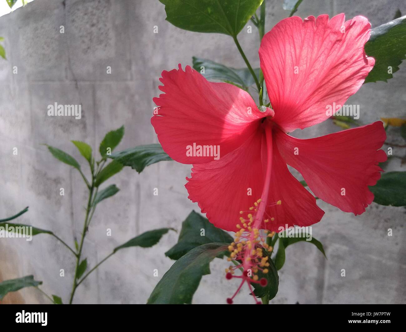 Haiti national flower Banque de photographies et d’images à haute ...