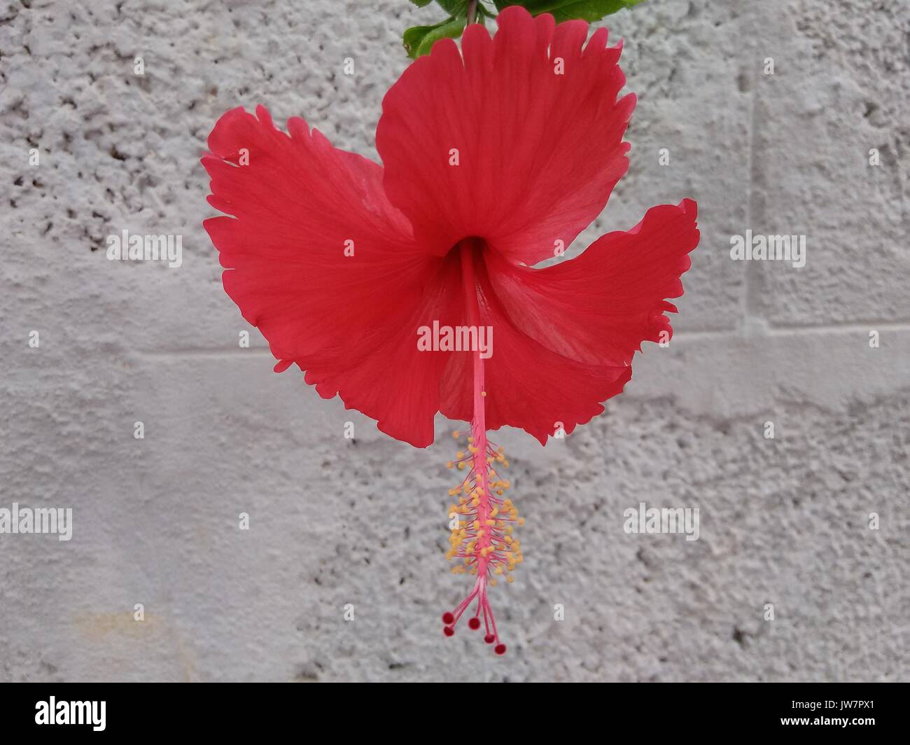 Haiti national flower Banque de photographies et d’images à haute ...