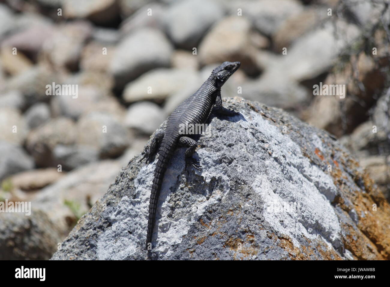 Girdled lizards Banque de photographies et d’images à haute résolution ...