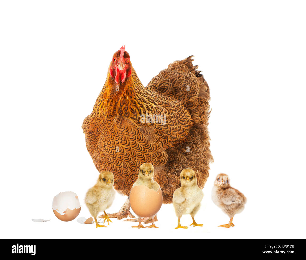 Poule avec ses poussins fond blanc Banque de photographies et d’images ...