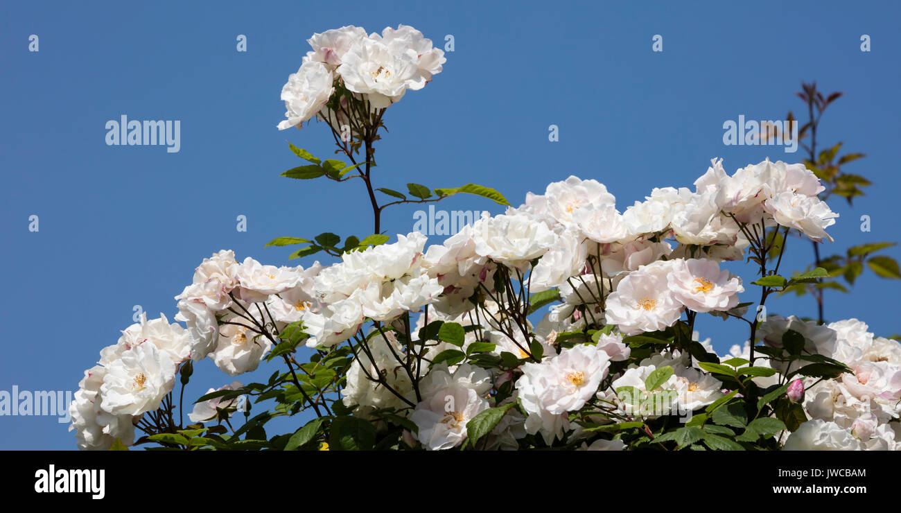 Pink white climbing rose Banque de photographies et d’images à haute ...