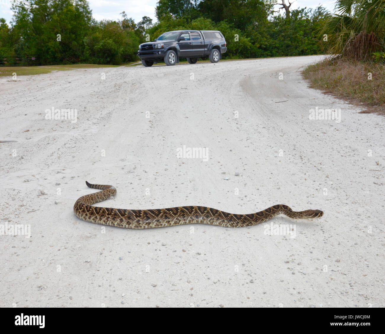 Crotale Des Sables Banque d'image et photos - Alamy