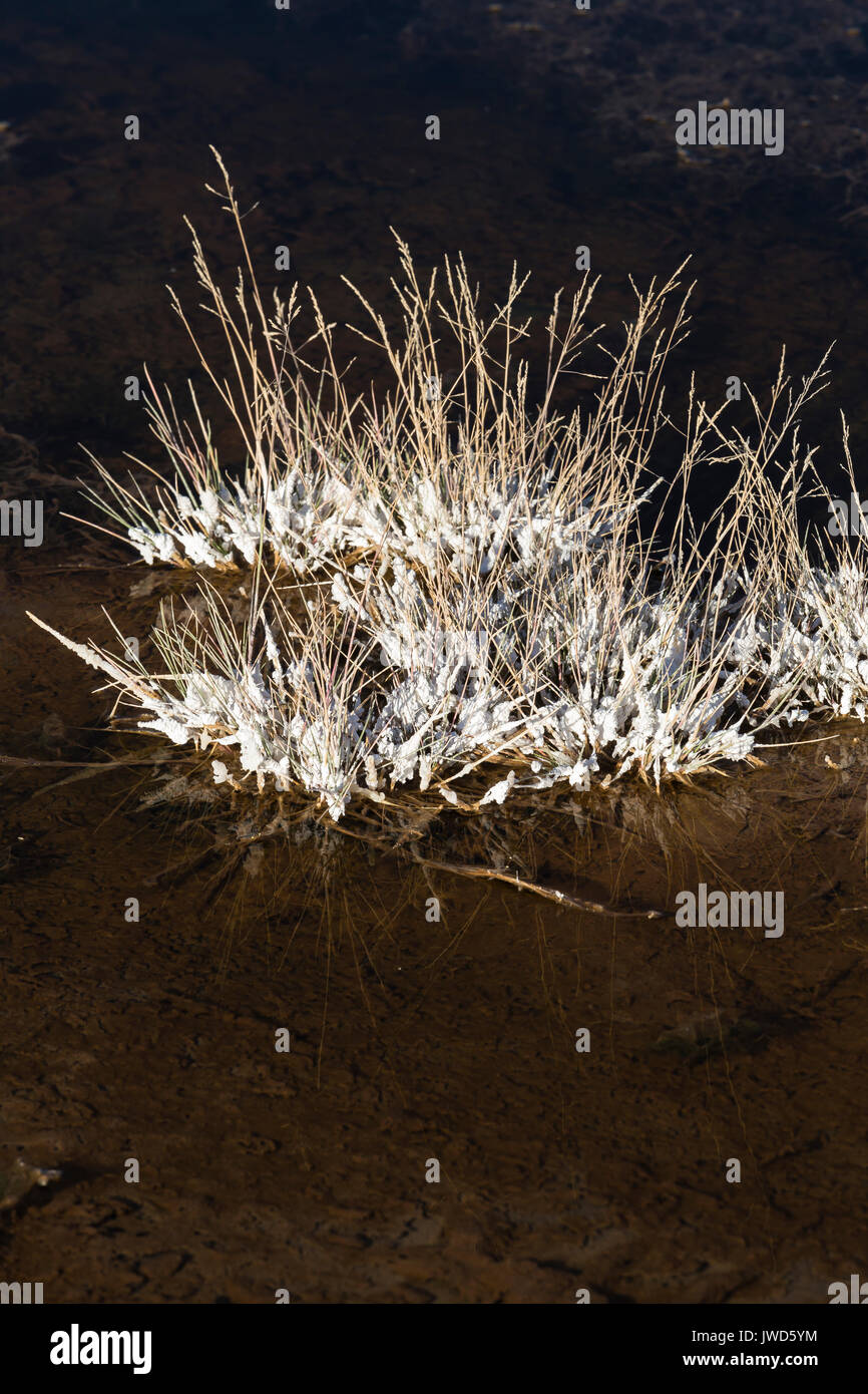 Sol alcalin blanc Banque de photographies et d’images à haute ...