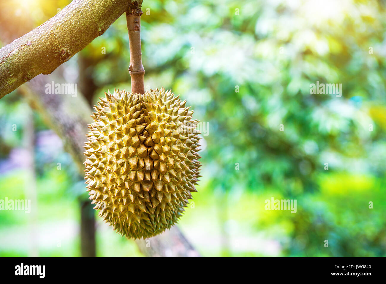 Arbre durian Banque de photographies et d’images à haute résolution - Alamy
