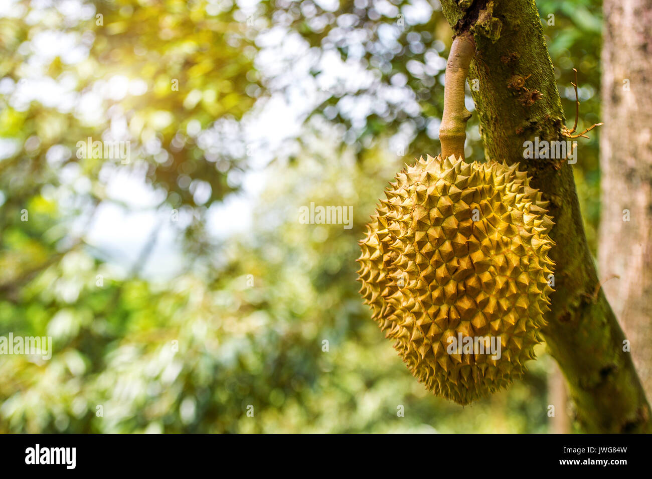 Forme durian Banque de photographies et d’images à haute résolution - Alamy