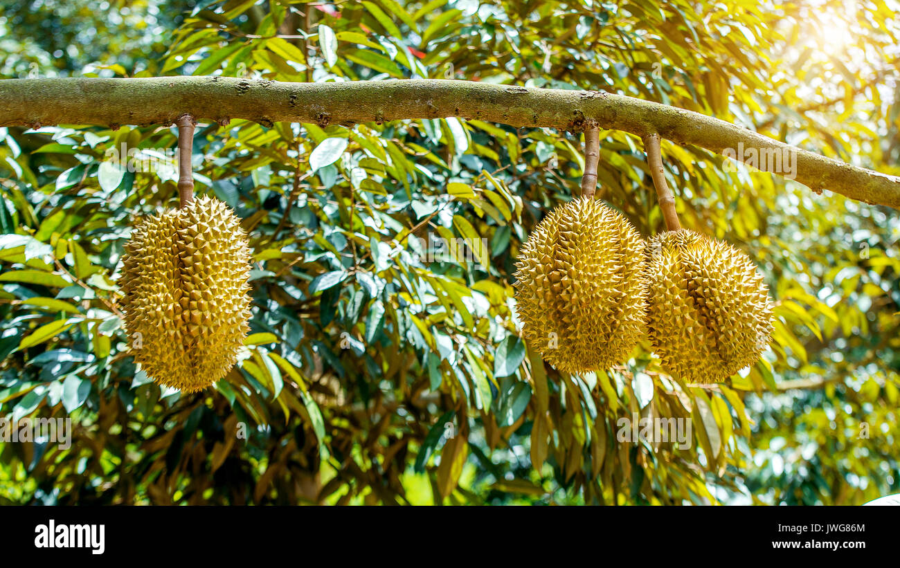 Forme durian Banque de photographies et d’images à haute résolution - Alamy
