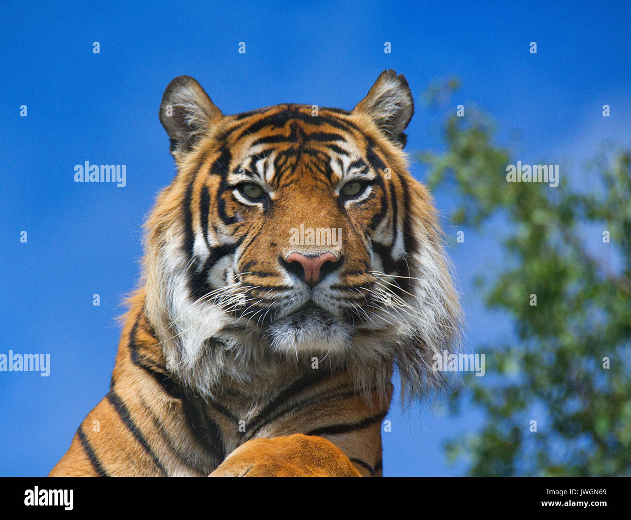 Tigre en voie de disparition Banque de photographies et d’images à ...