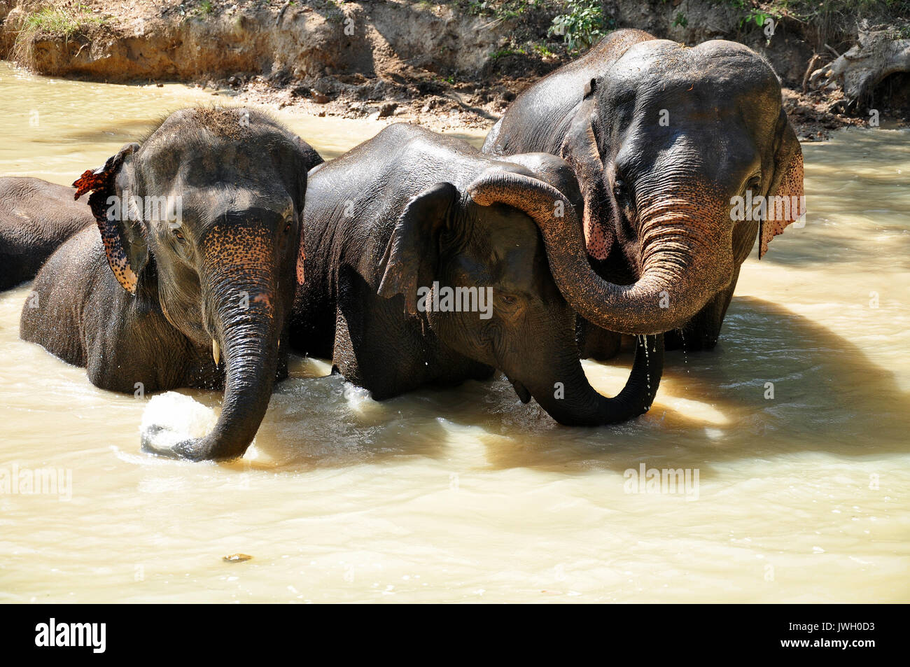 Animales terrestres animados Banque de photographies et d’images à ...
