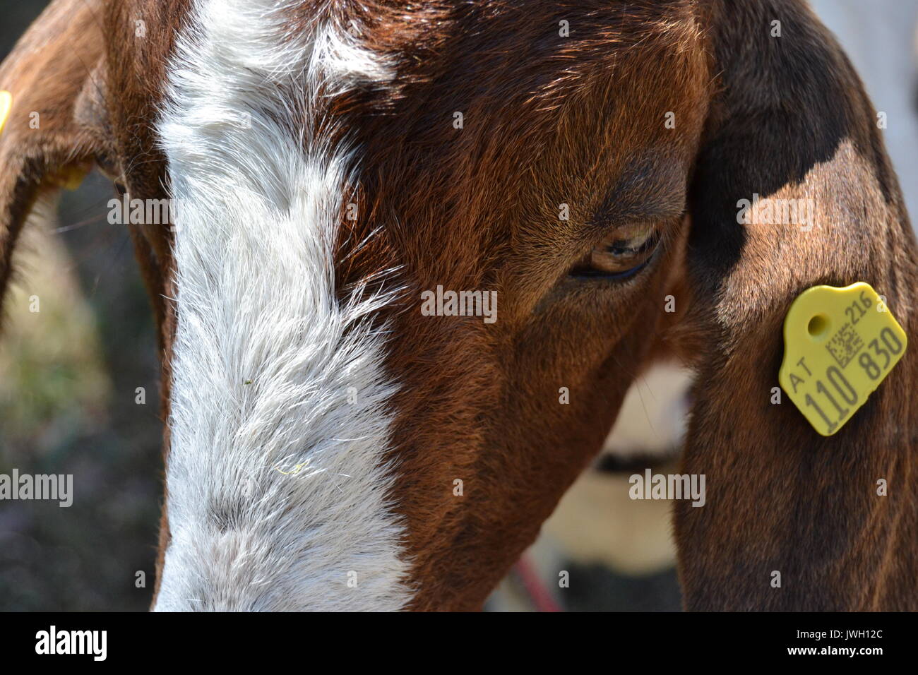 Alpine goat Banque de photographies et d’images à haute résolution - Alamy